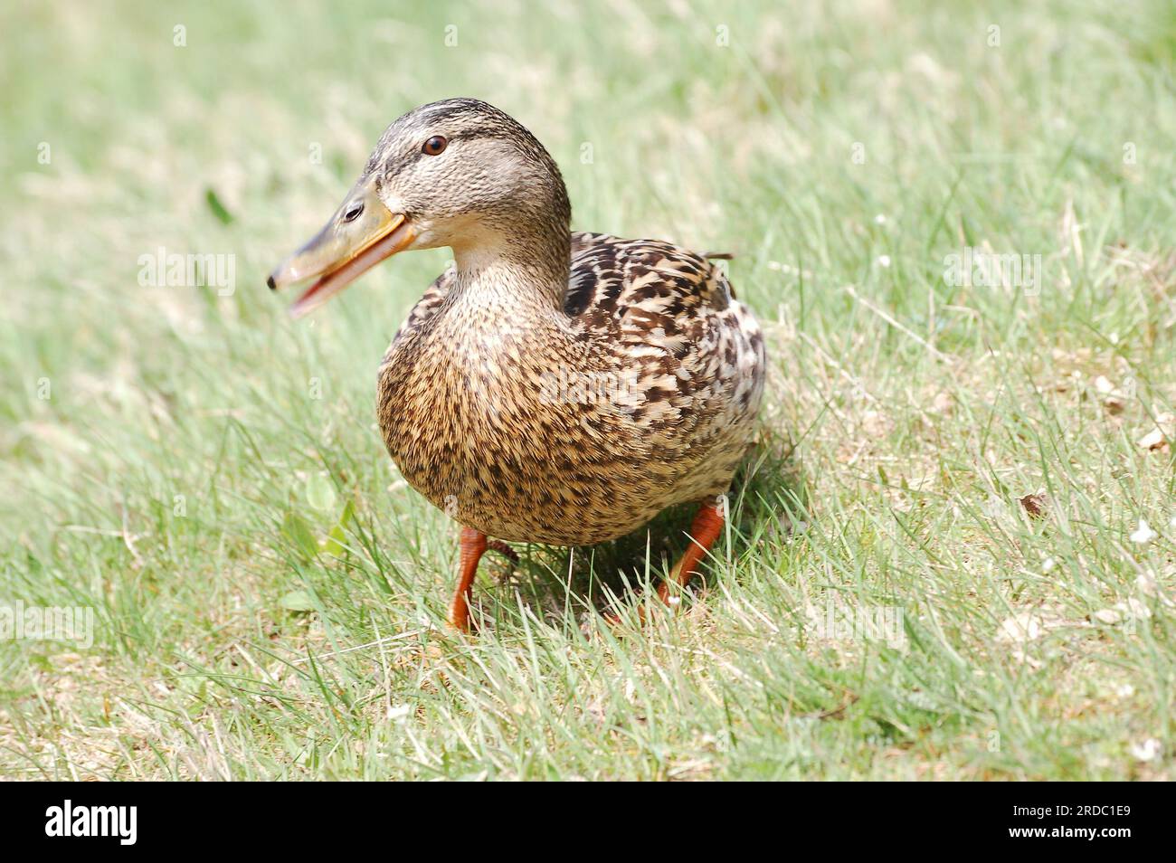 Duffy duck hi-res stock photography and images - Alamy