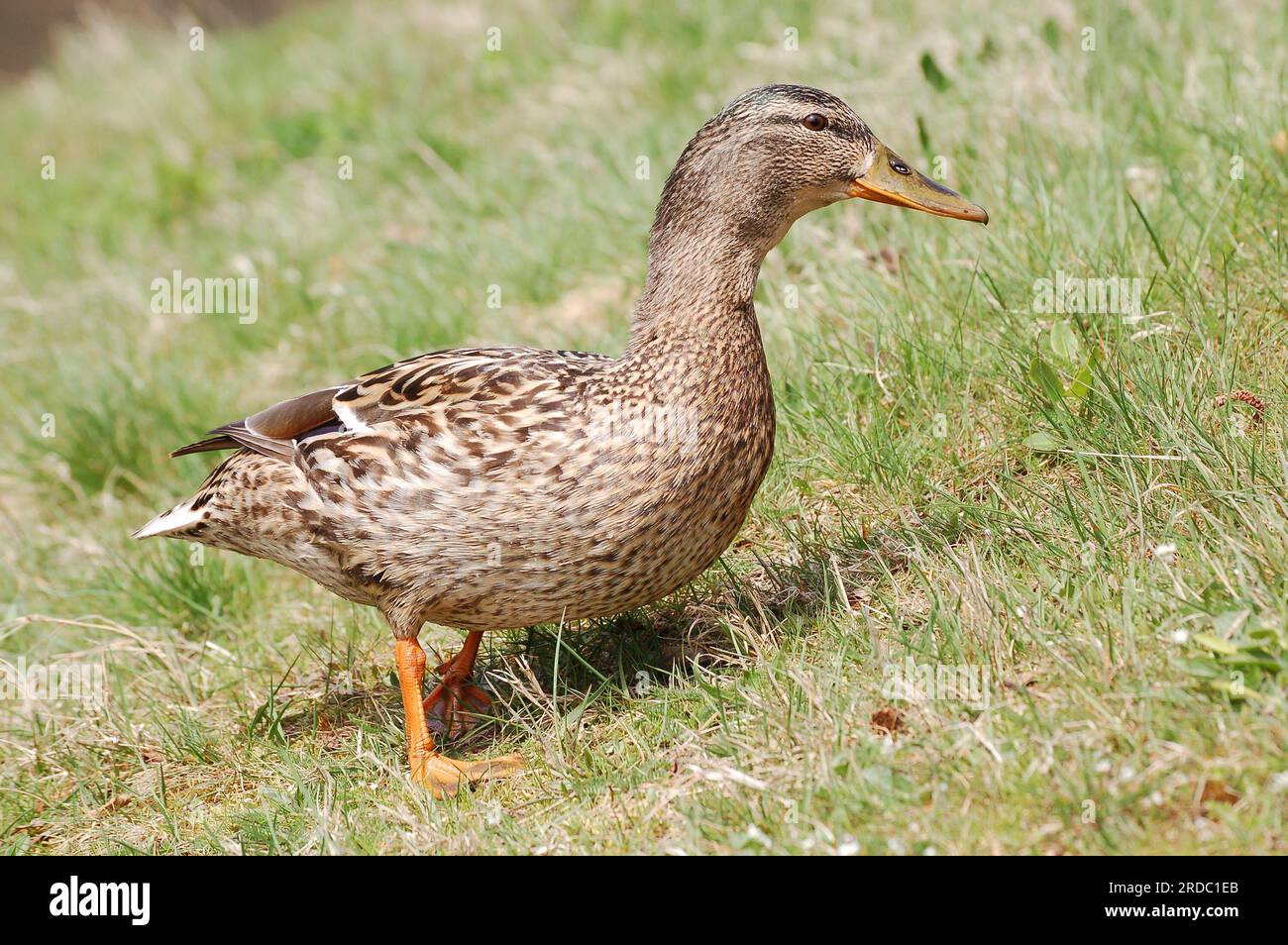 Duffy duck hi-res stock photography and images - Alamy