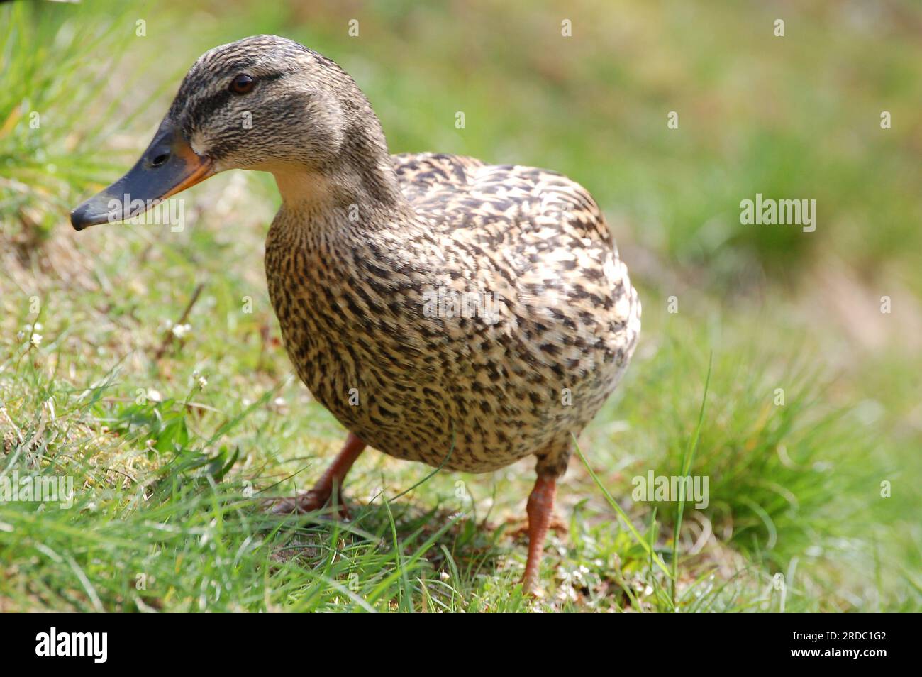 Duffy duck hi-res stock photography and images - Alamy