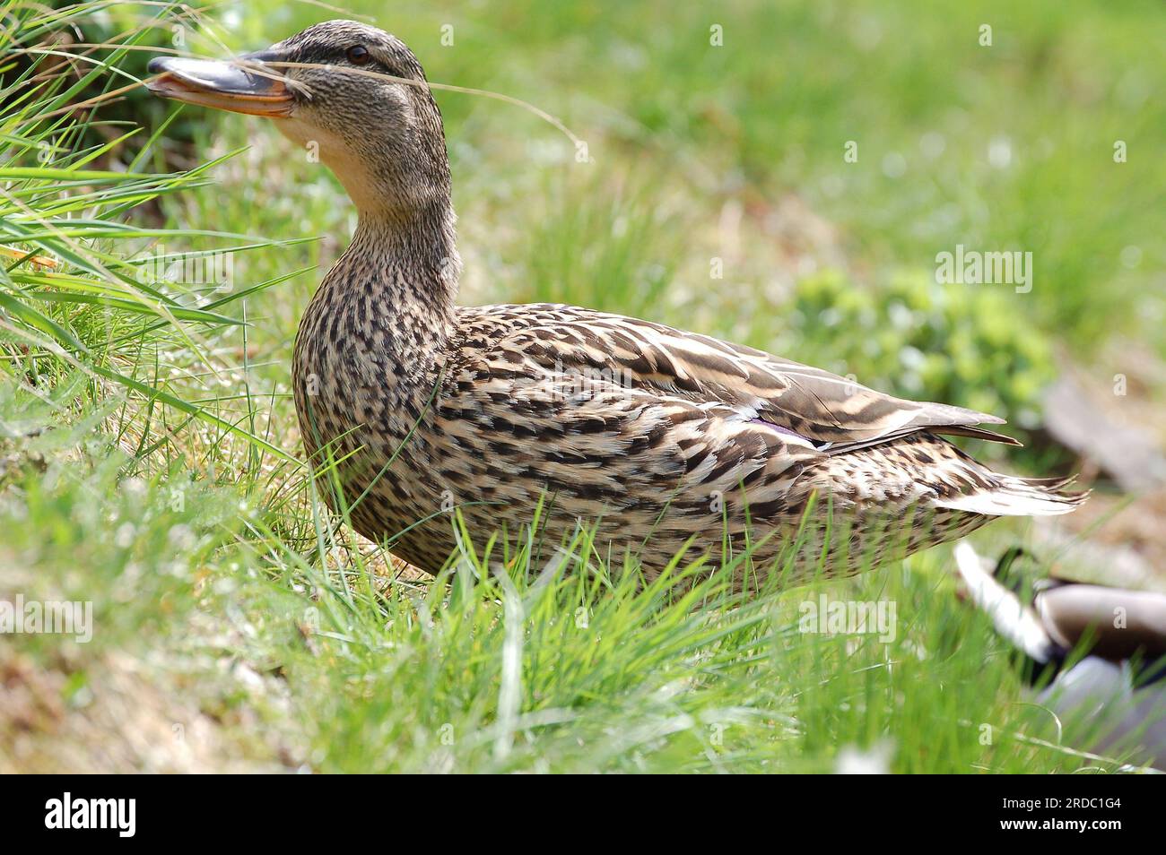 Duffy duck hi-res stock photography and images - Alamy