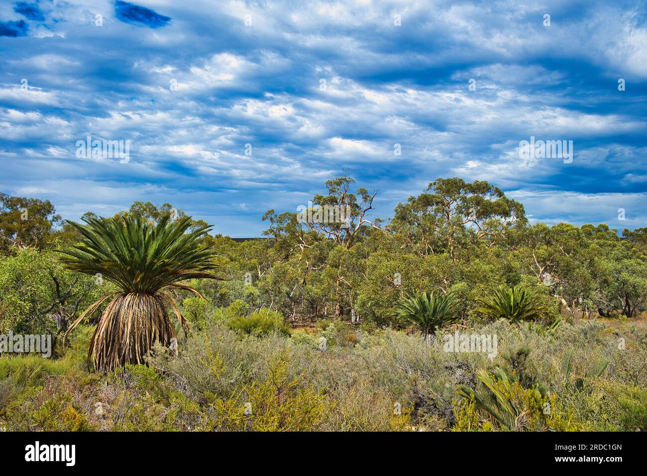 Outback vegetation with Macrozamia riedlei (zamia or zamia palm ...