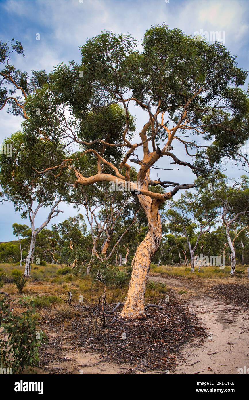 Eucalyptus wandoo in an open forest in Badgingarra National Park ...