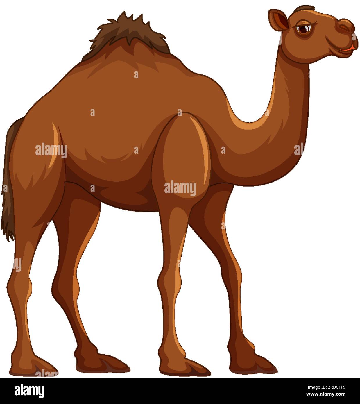 A vector cartoon illustration of a camel walking, isolated on a white ...