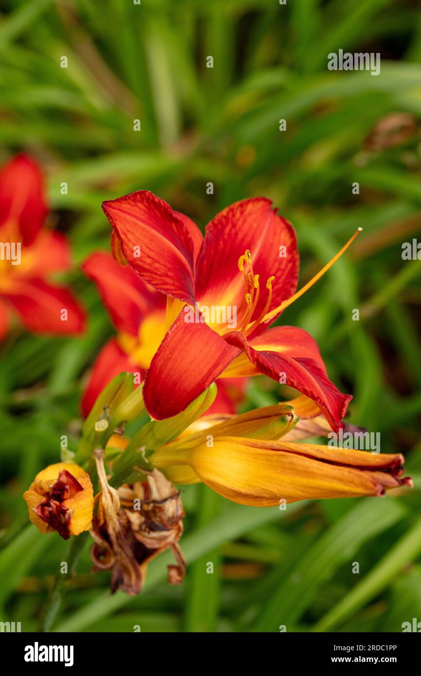 Natural close up flowering plant portrait of Hemerocallis 'Buzz Bomb ...