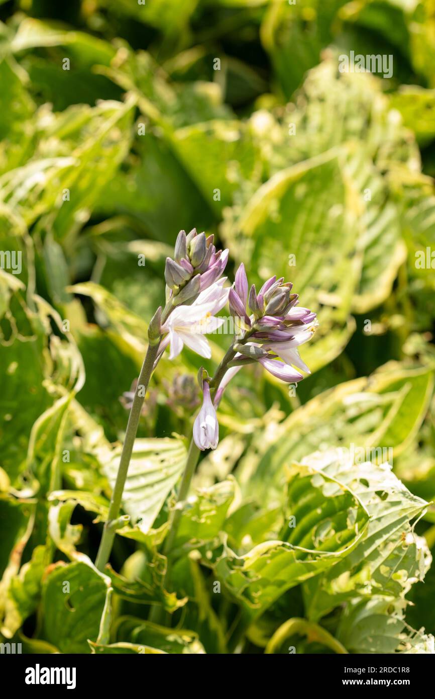 Natural semi close up environmental plant portrait showing intimate ...