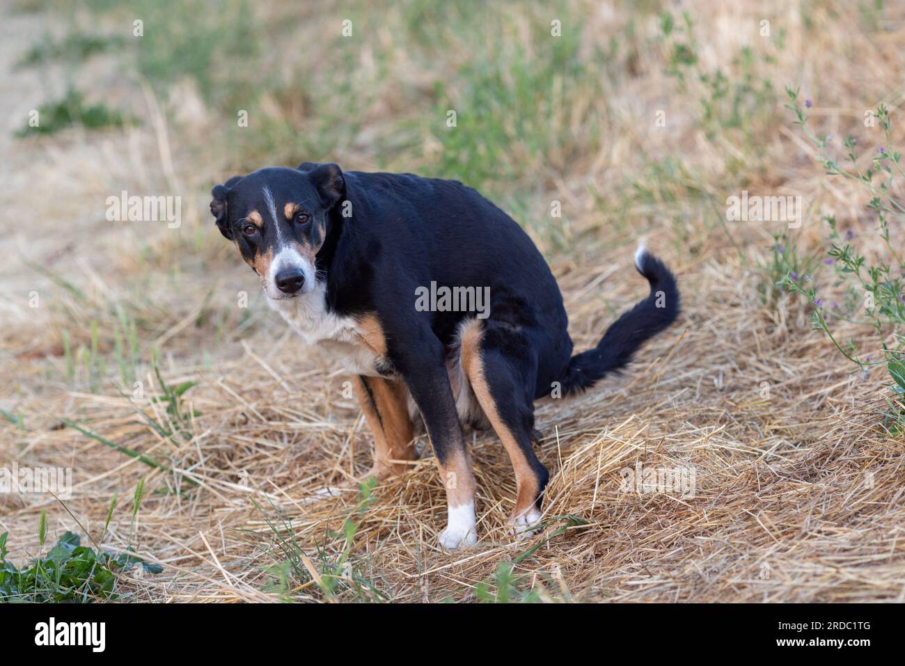 Dog pooping on a meadow Stock Photo - Alamy