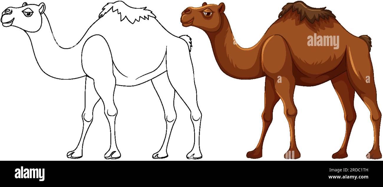 A vector cartoon illustration of a camel walking with its outline for ...