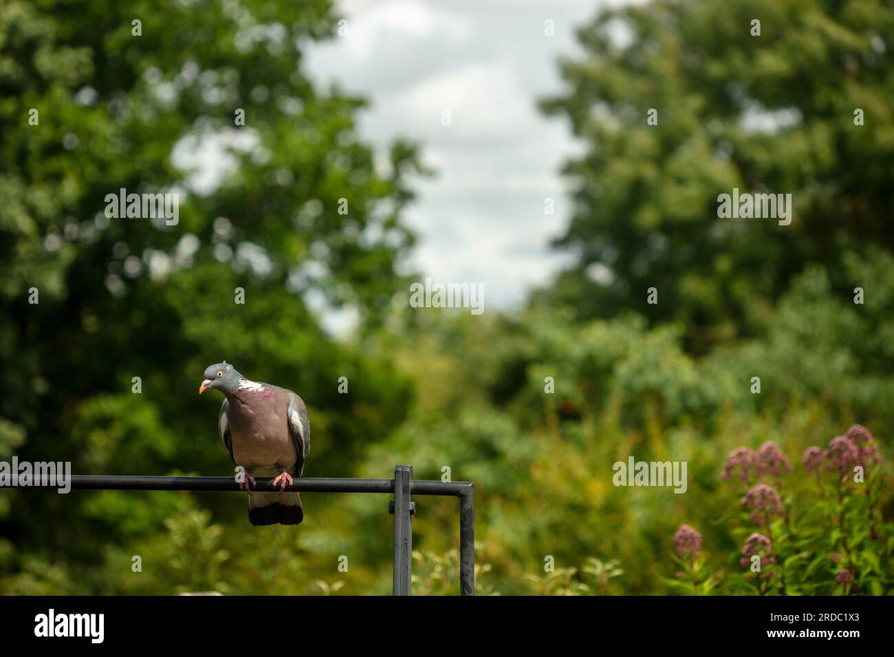 Curious Pigeon on a rail with woodland background as intimate landscape ...