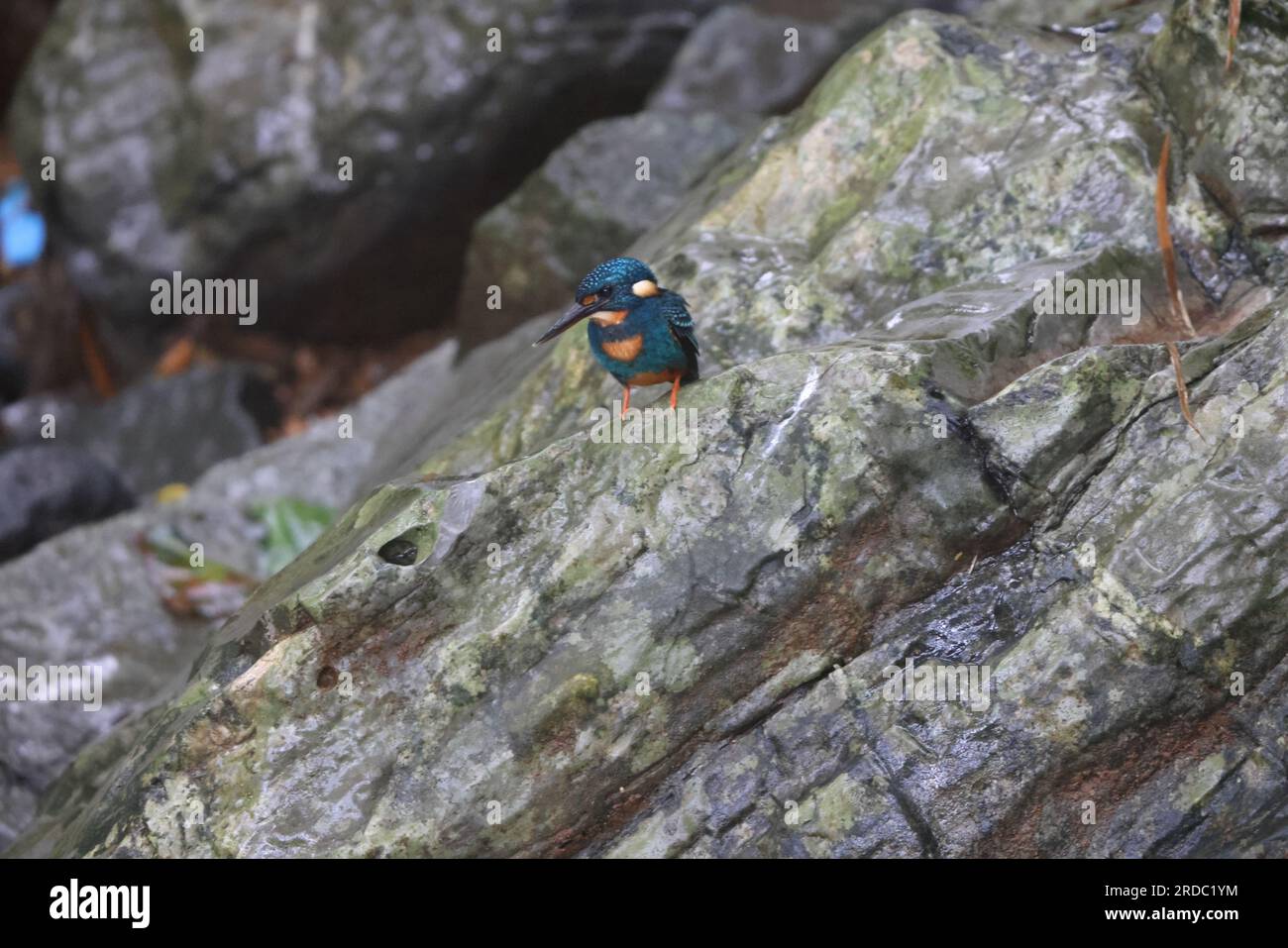 Indigo-banded kingfisher (Ceyx cyanopectus) in Luzon island ...