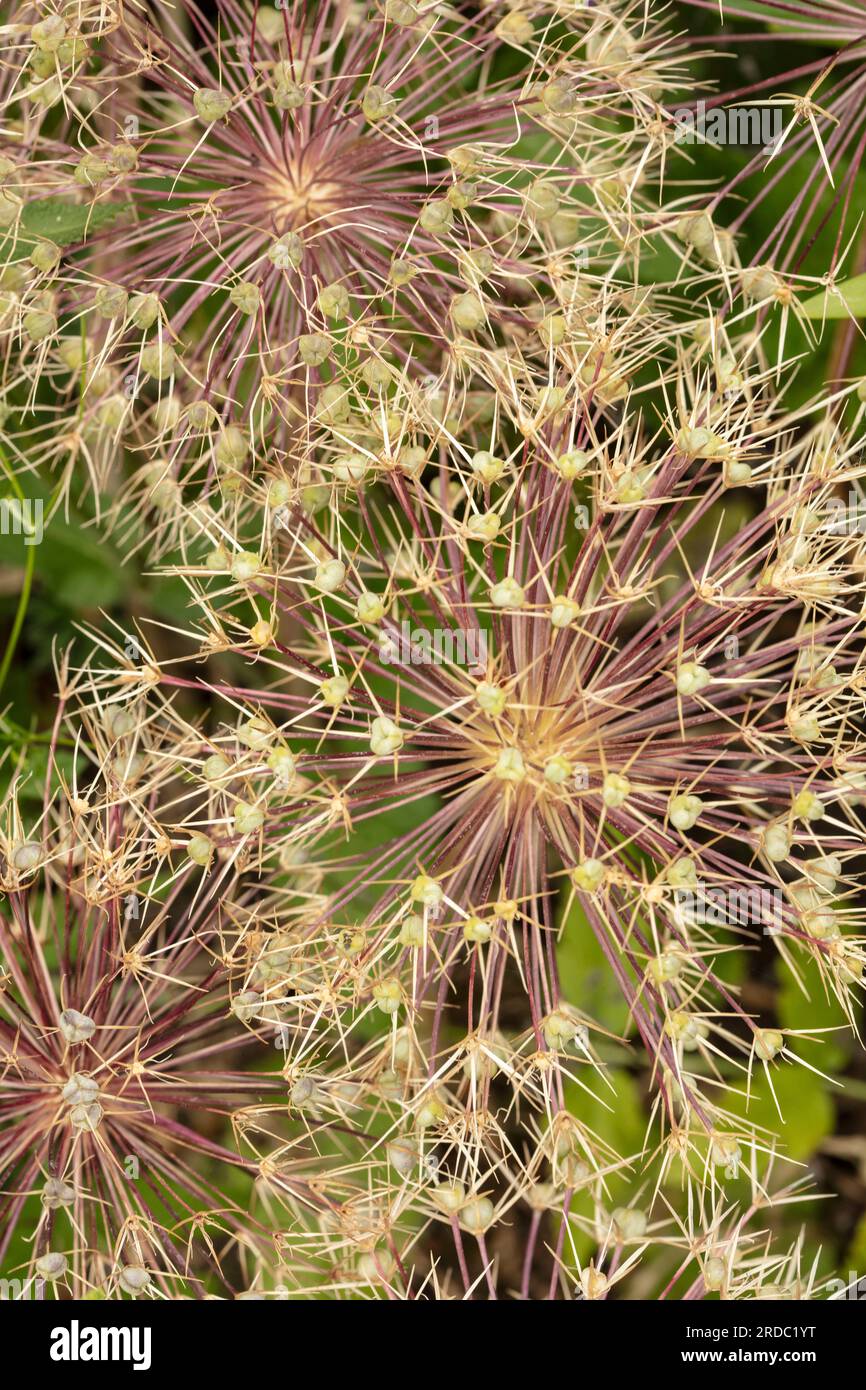 Poster ready macro semi abstract flowering plant portrait of Allium ...