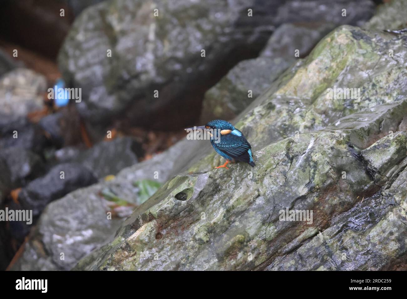 Indigo banded kingfisher hi-res stock photography and images - Alamy