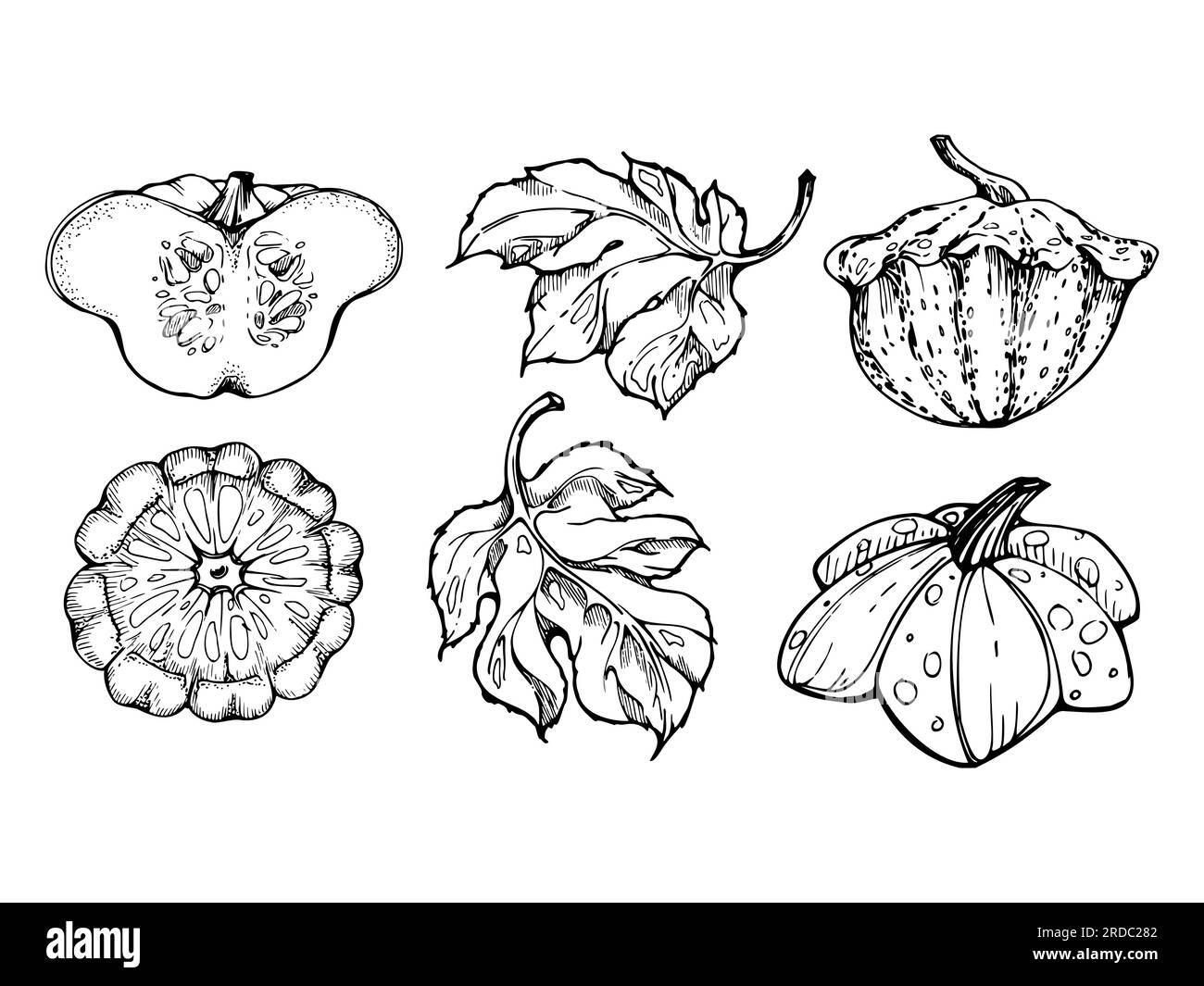 Hand drawn ink vector pattypan gourd squash and leaf. Sketch ...