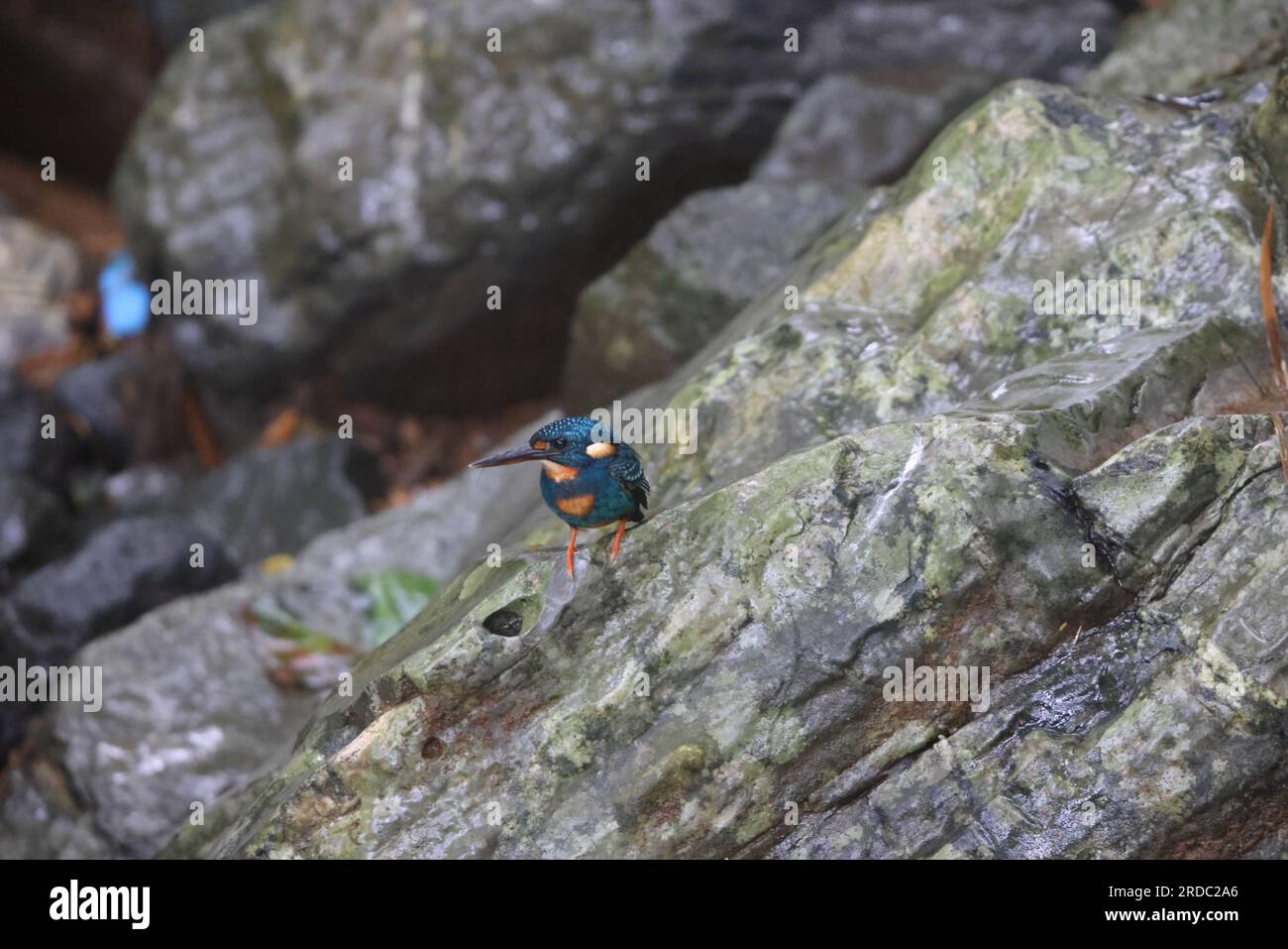 Indigo-banded kingfisher (Ceyx cyanopectus) in Luzon island ...