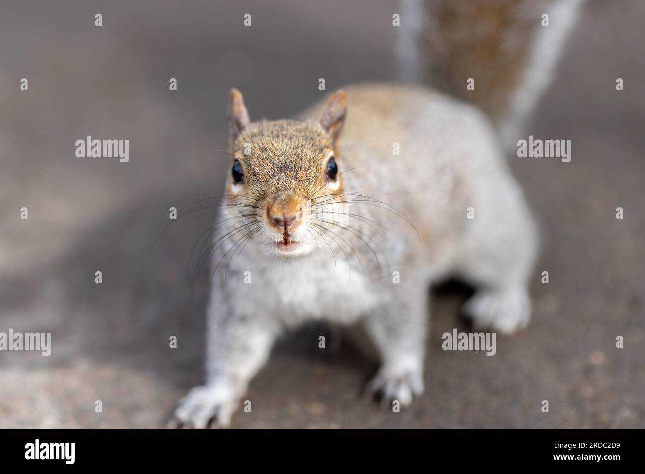 Funny squirrel looking camera hi-res stock photography and images - Alamy