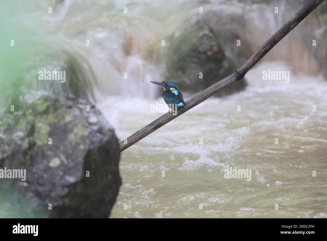 Indigo-banded kingfisher (Ceyx cyanopectus) in Luzon island ...