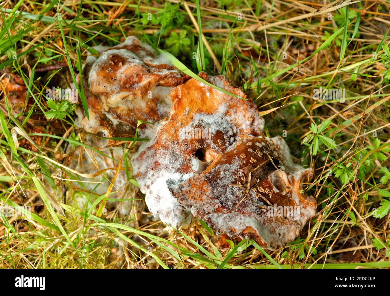 Fungal decay hi-res stock photography and images - Alamy