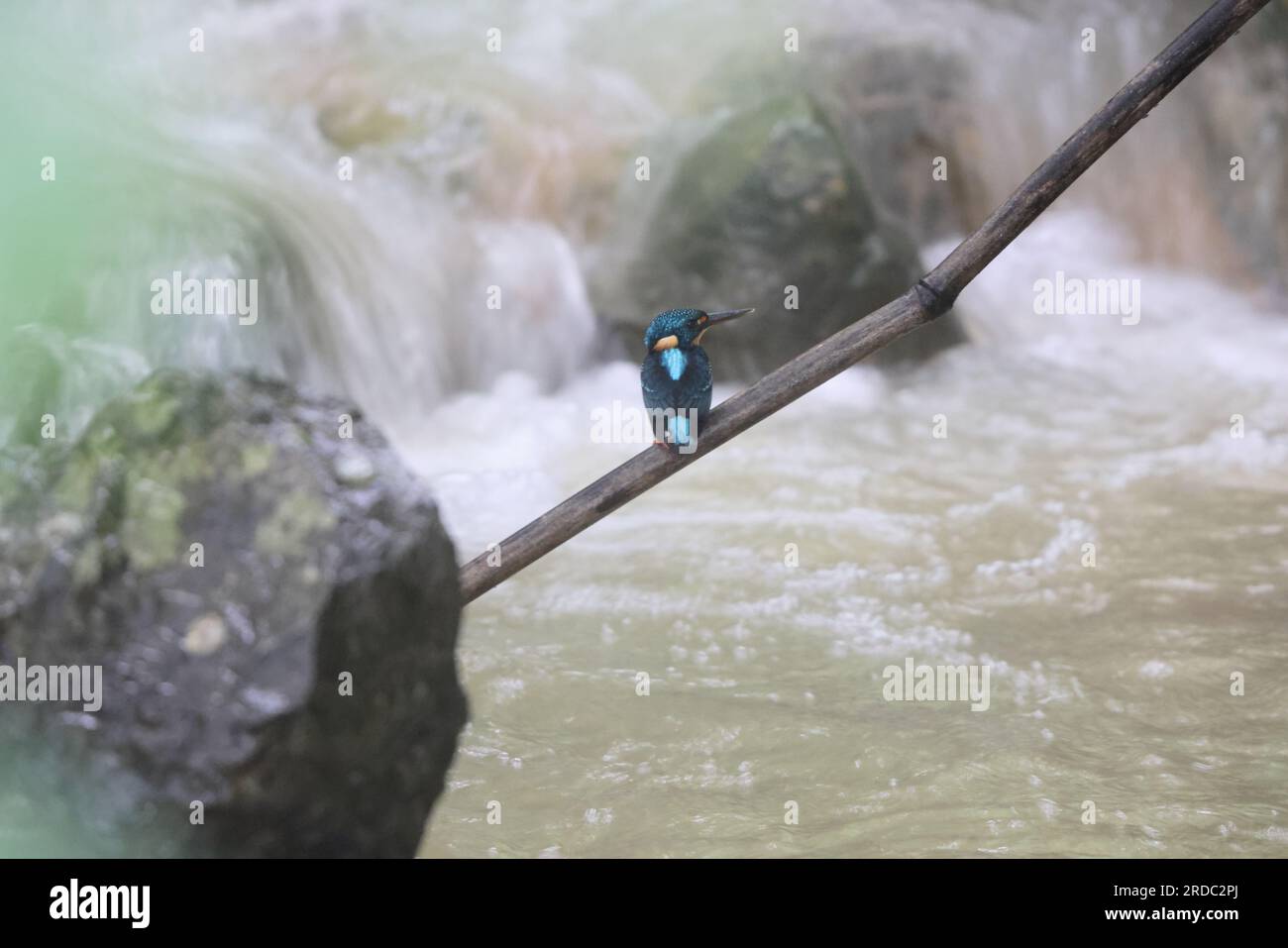 Indigo-banded kingfisher (Ceyx cyanopectus) in Luzon island ...