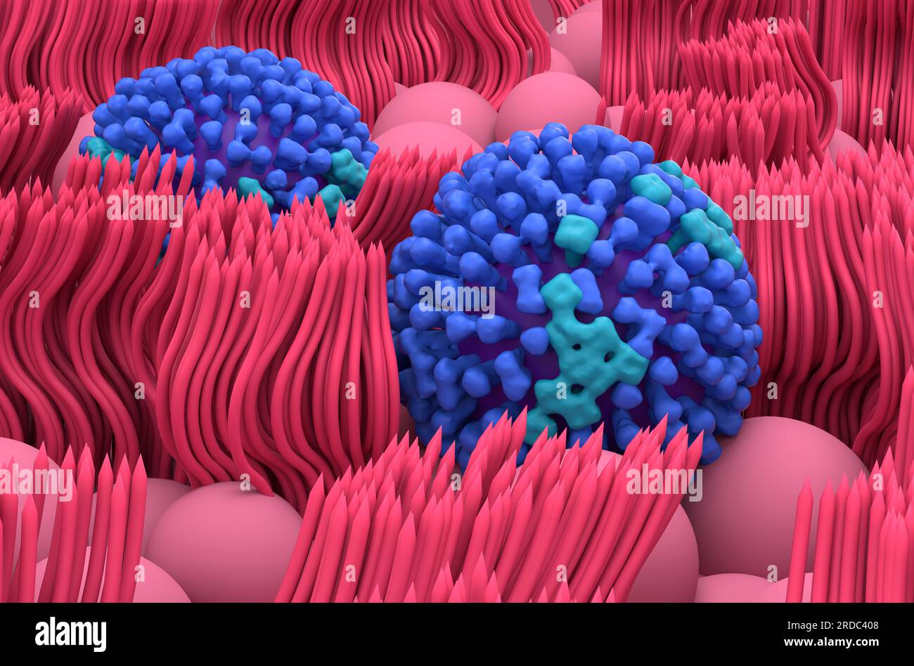 Nasal mucosa lines hi-res stock photography and images - Alamy
