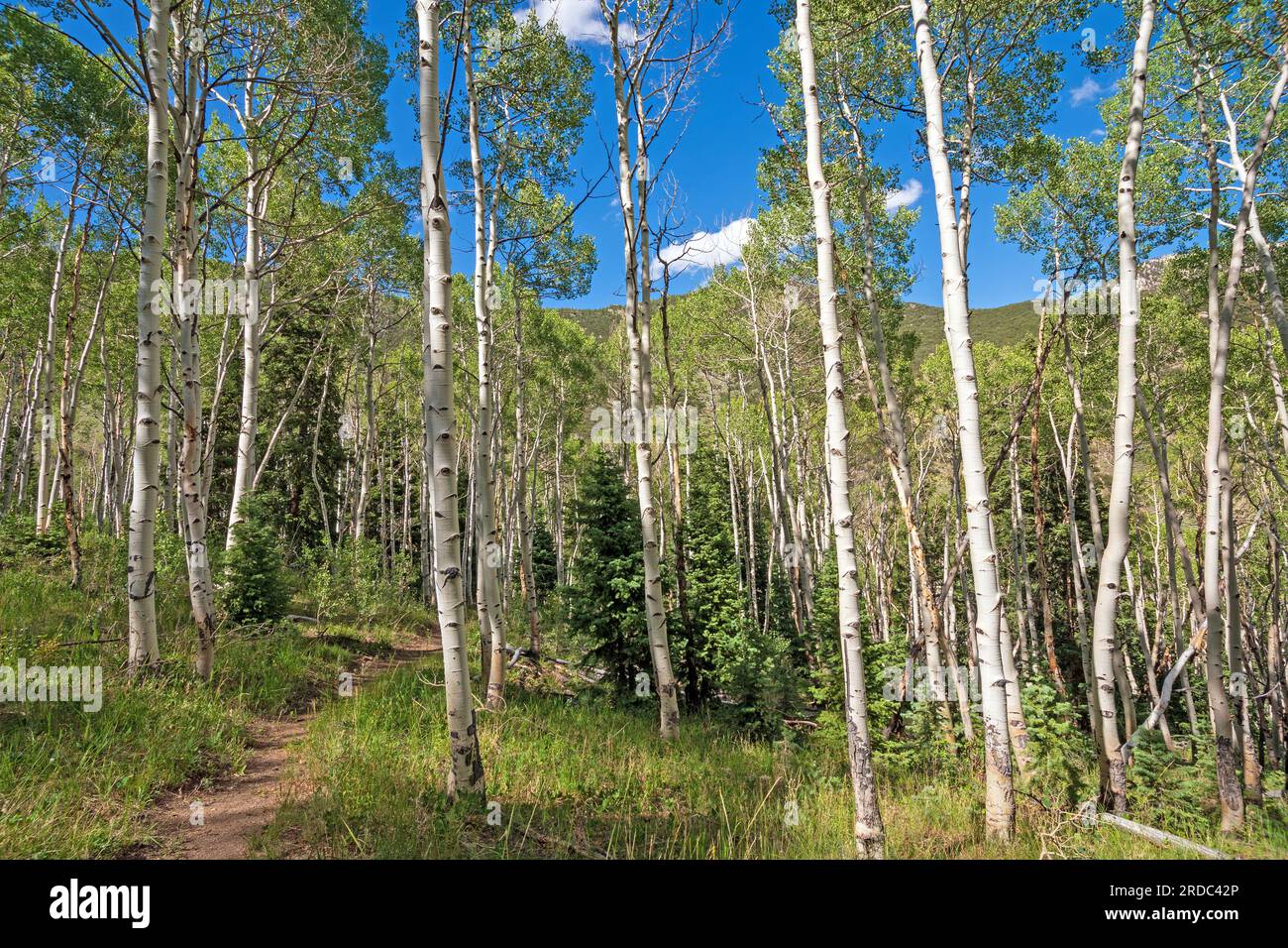 Mountain Trail Through a Grove Of Aspen in Great Basin National Park in ...