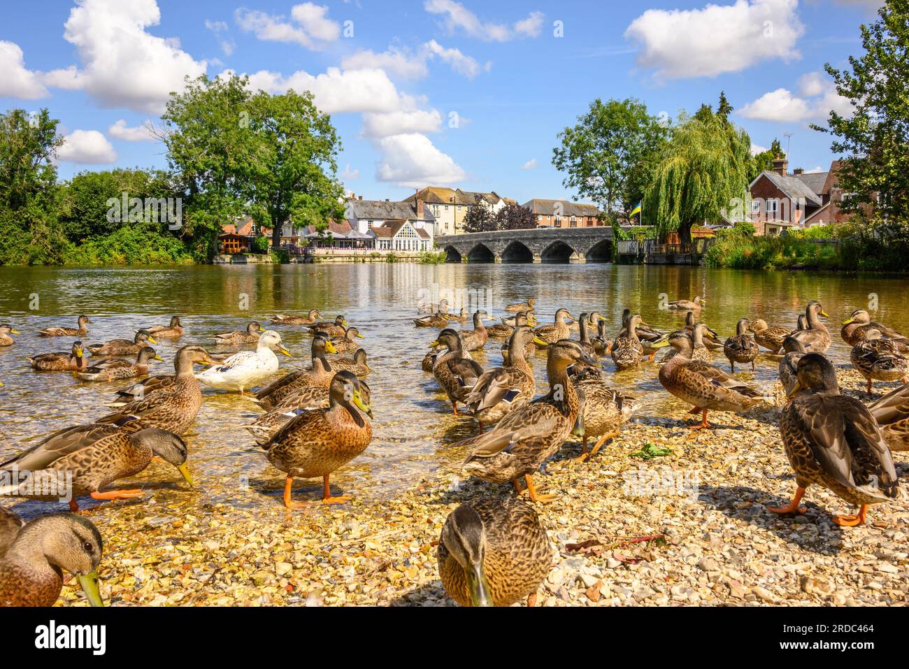 Town ducks hi-res stock photography and images - Alamy
