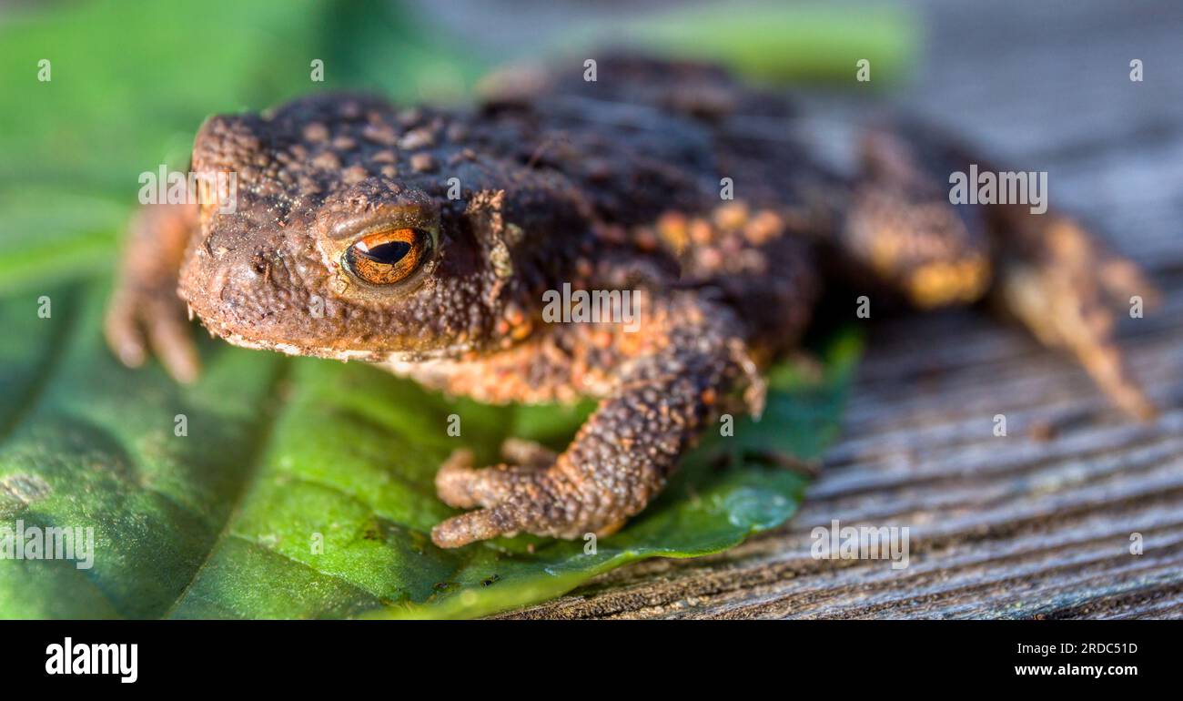 Male common toad (Bufo Bufo) outdoor selective focus side view portrait ...