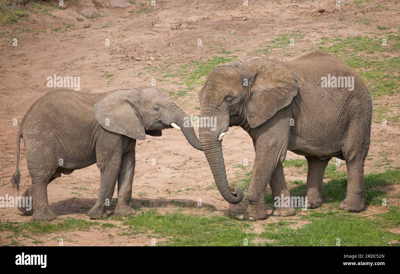 Adult and young elephant bonding Stock Photo - Alamy