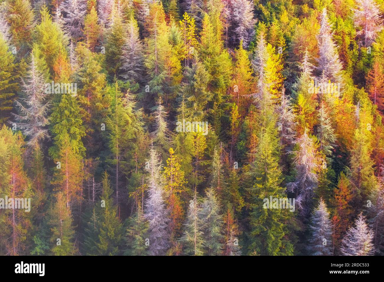 Between the colors Stock Photo - Alamy