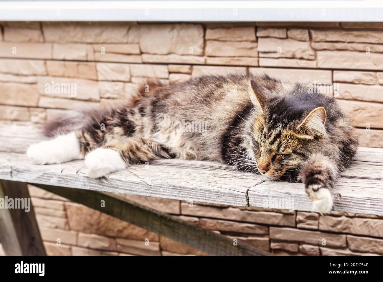 Adult cat hi-res stock photography and images - Alamy