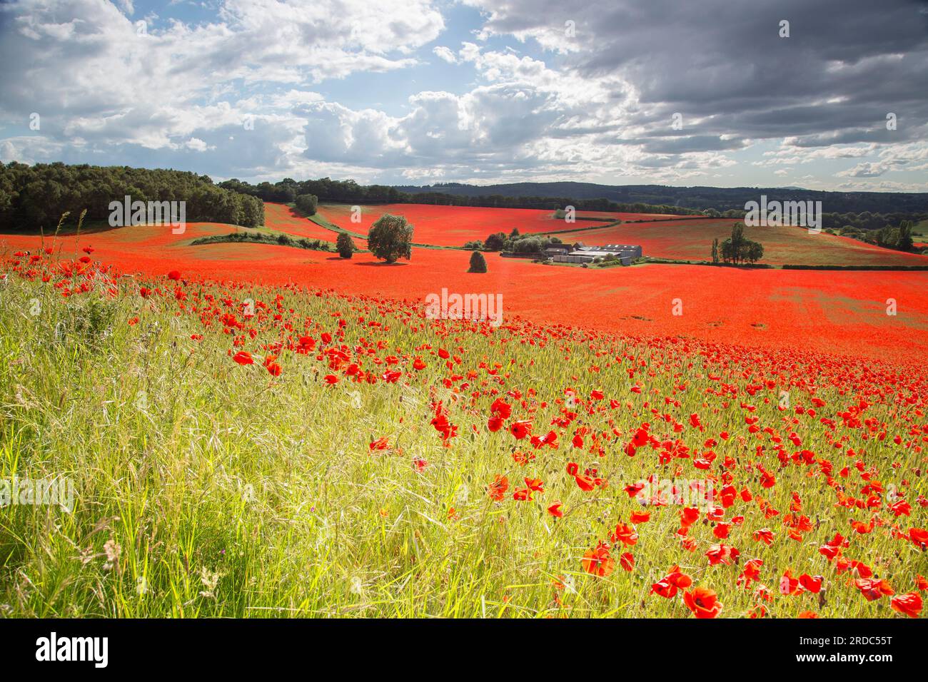 Multiple poppy fields disappearing into the distance Stock Photo - Alamy