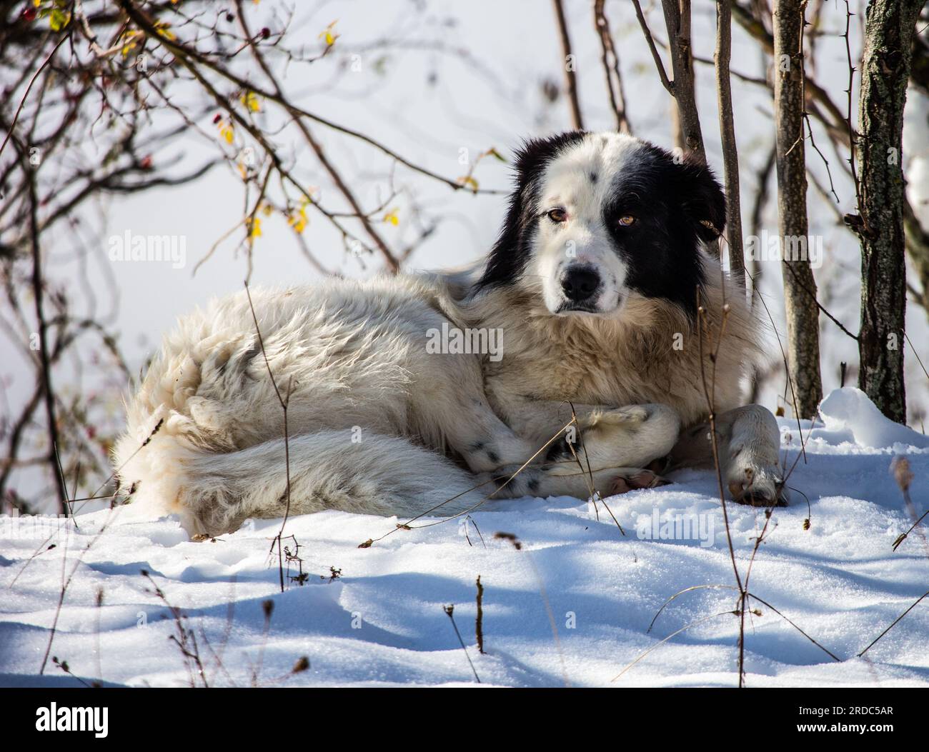An old friend hi-res stock photography and images - Alamy
