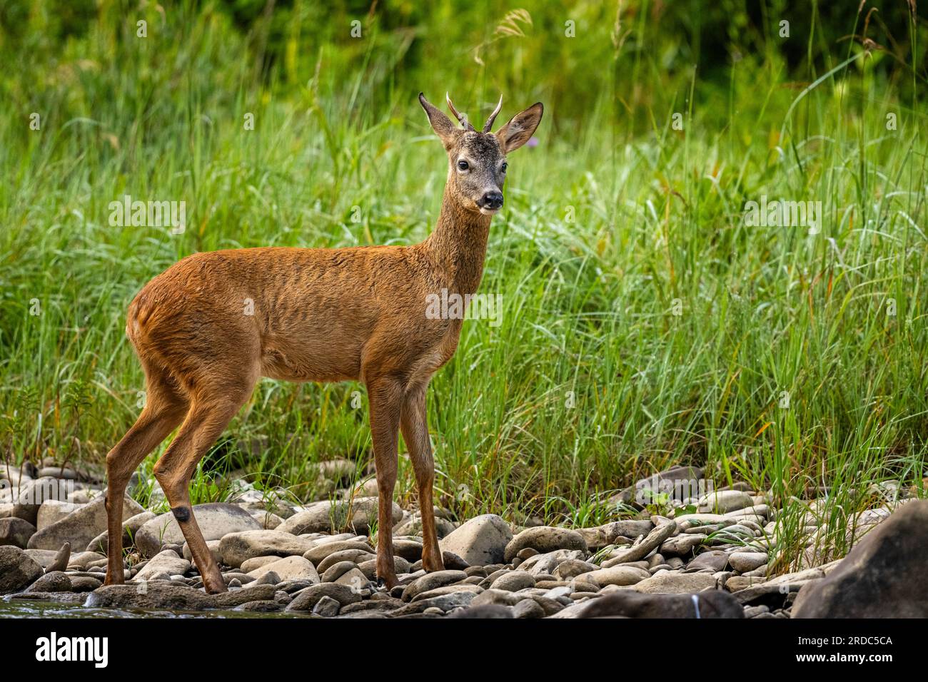 Roe buck doe summer hi-res stock photography and images - Alamy