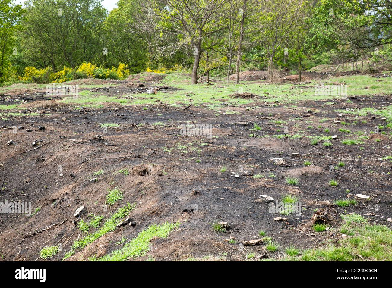 Scorched woodland hi-res stock photography and images - Alamy