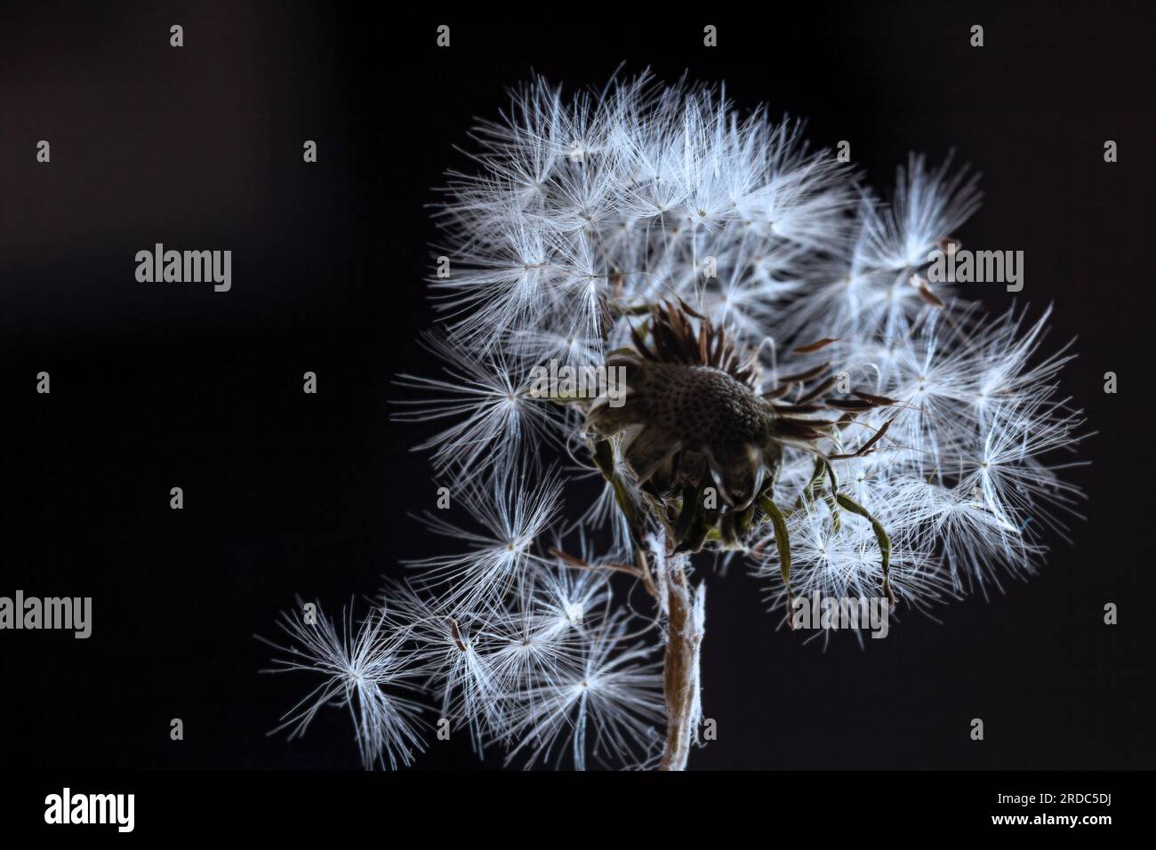 Real pretty white fluffy dandelion on black background like symbol of ...
