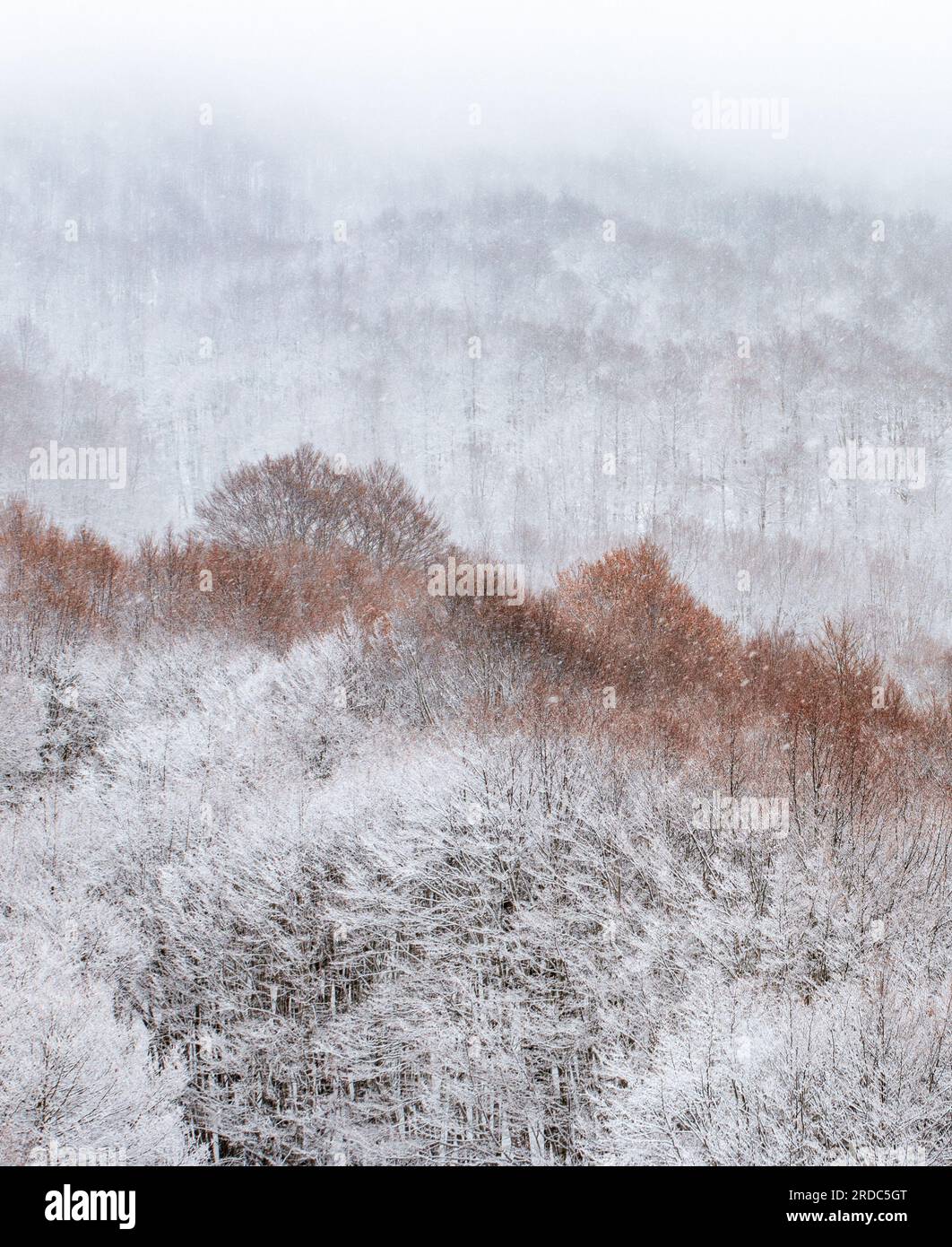 The right line Stock Photo - Alamy