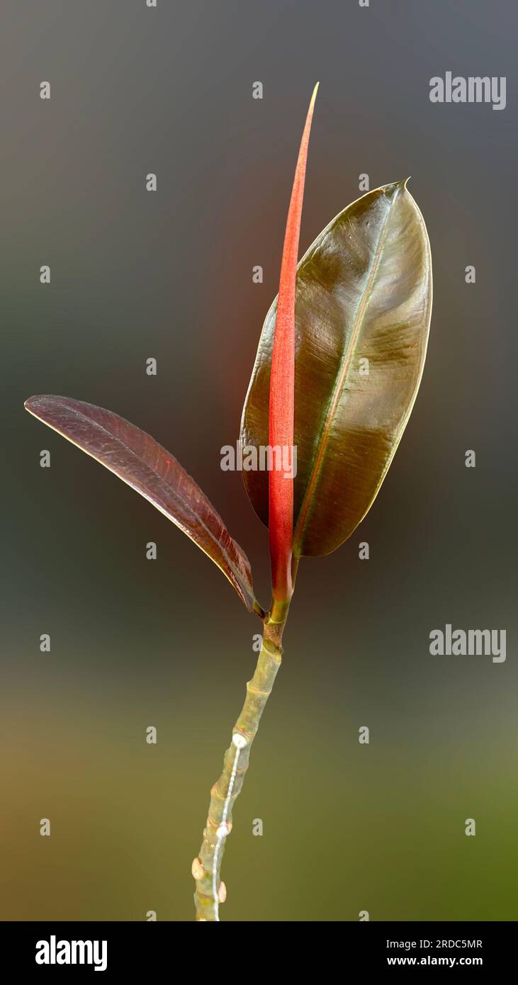 Ficus elastica or rubber plant with red flower and green leaves Stock ...