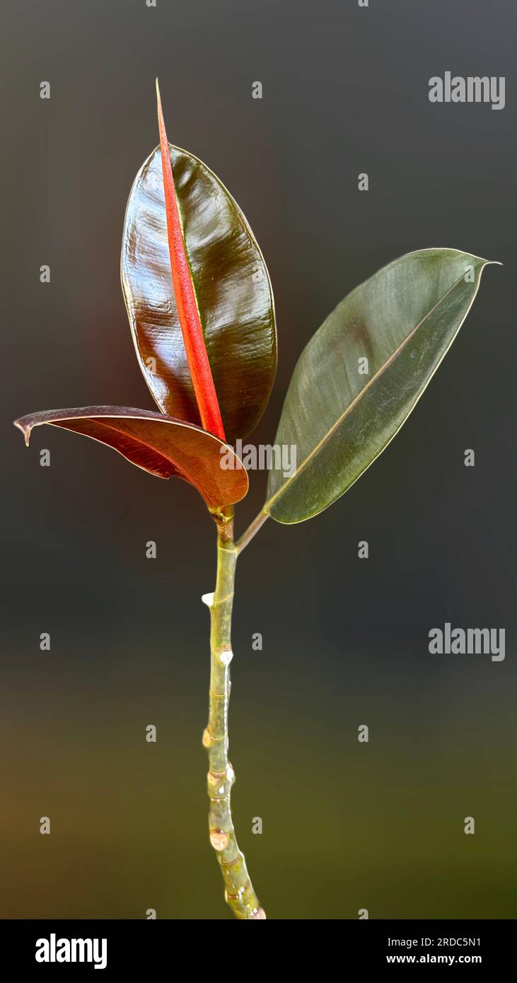 Ficus elastica or rubber plant with red flower and green leaves Stock ...