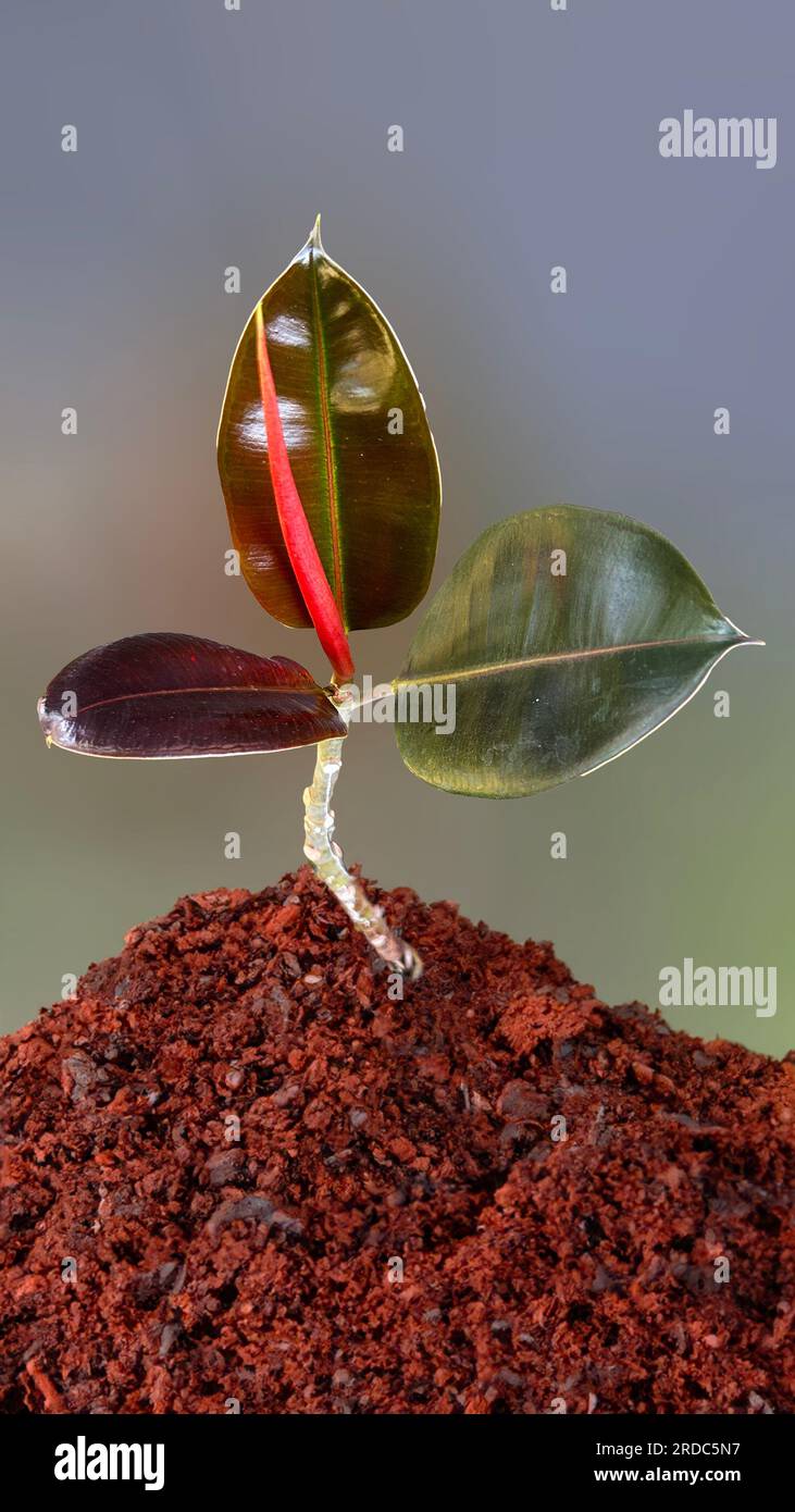 Ficus elastica or rubber tree with red flower in pot Stock Photo - Alamy