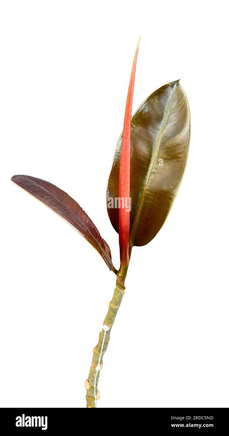 Ficus elastica or rubber plant with red flower and green leaves Stock ...