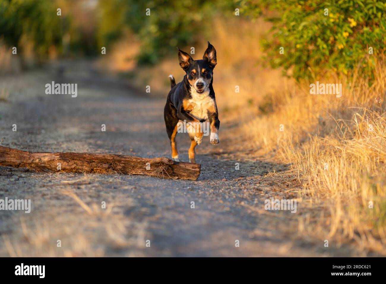 Beautiful child on walk hi-res stock photography and images - Alamy