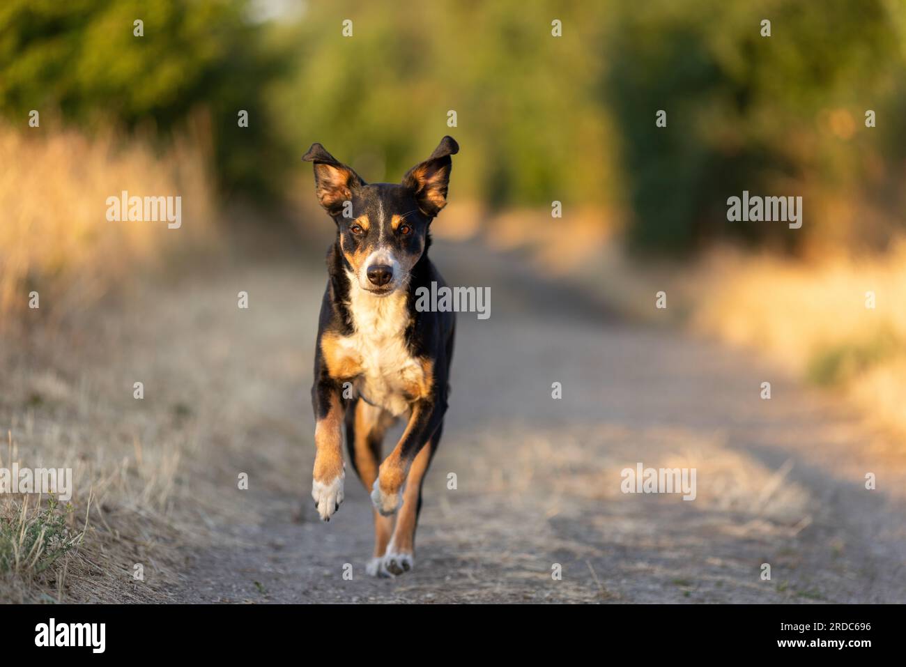 Happy dog run in the park, appenzeller sennenhund Stock Photo - Alamy