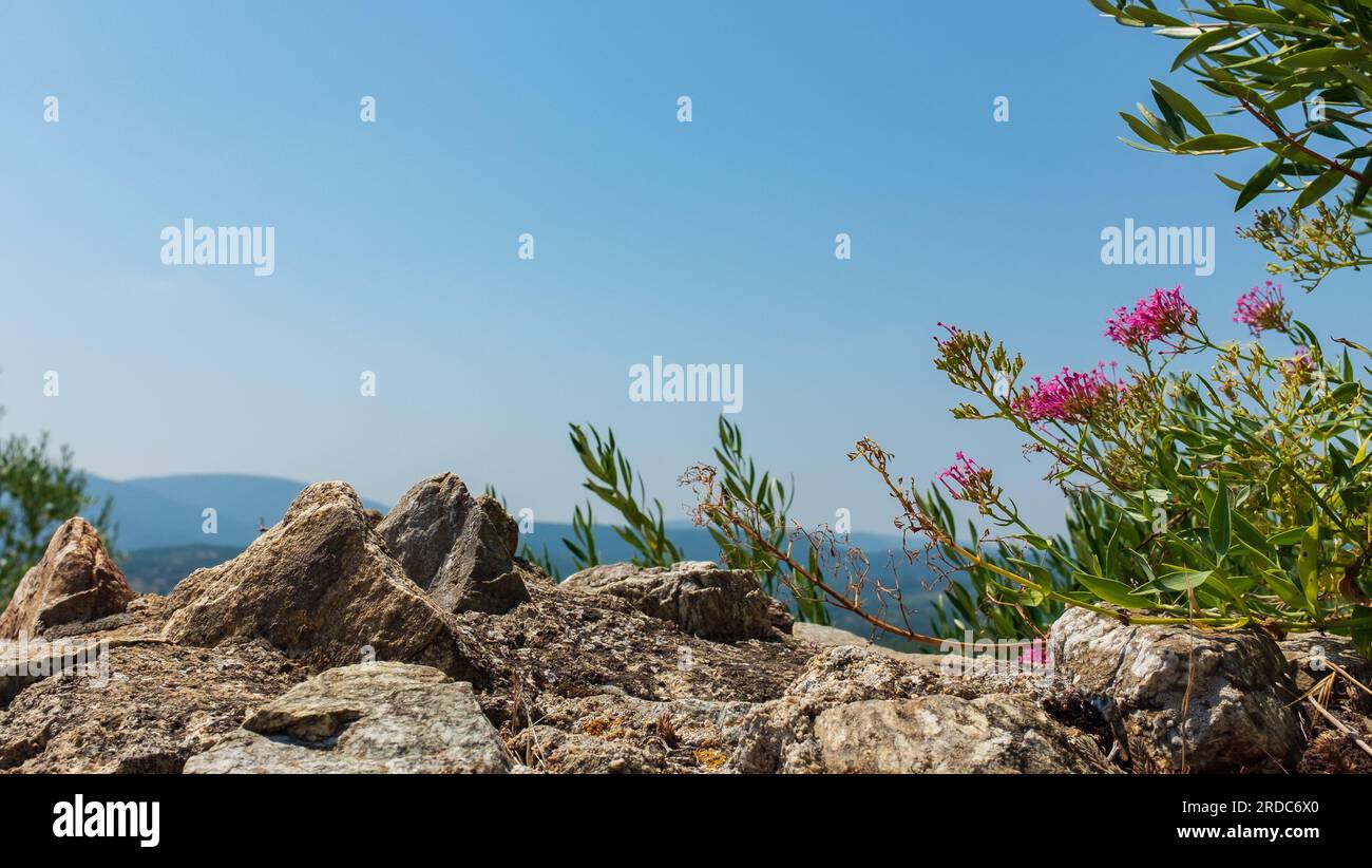French Riviera, 2018. Closeup of radiant pink Centranthus flowers and ...