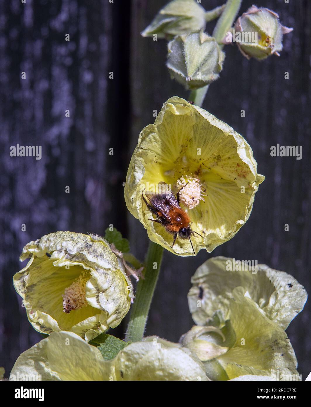 Bumblebee sits on beautiful hollyhock flowers in the garden. blooming ...