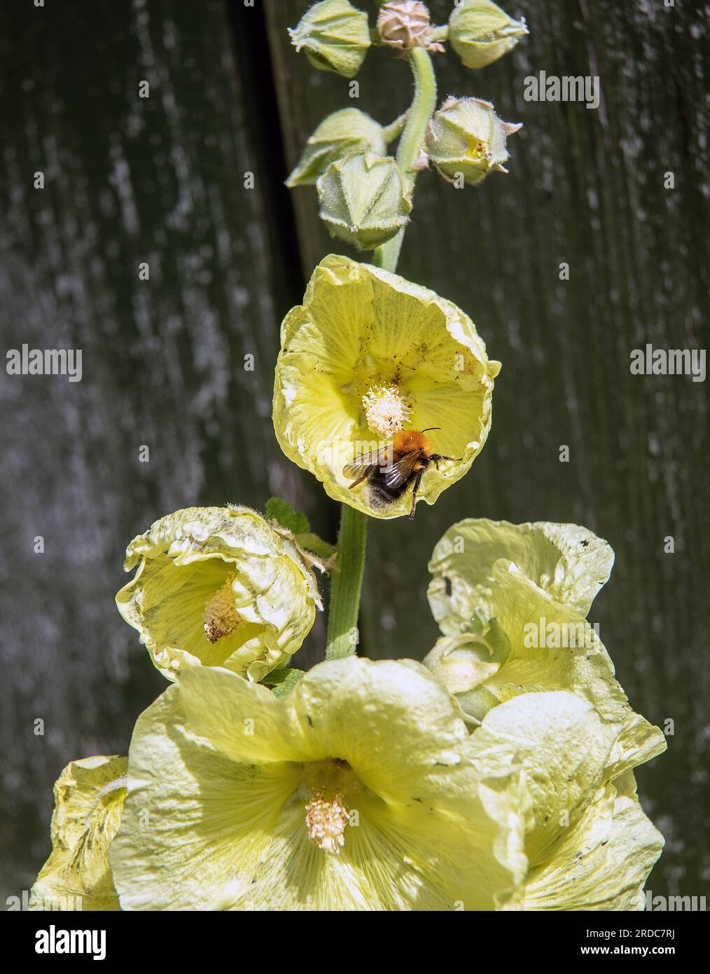 Bumblebee sits on beautiful hollyhock flowers in the garden. blooming ...