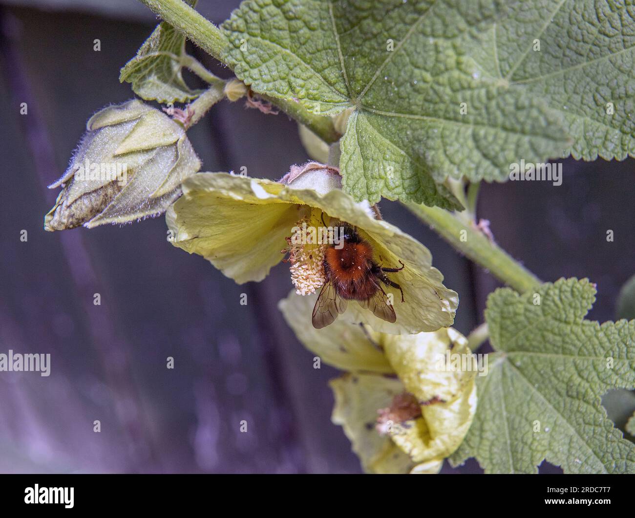 Bumblebee sits on beautiful hollyhock flowers in the garden. blooming ...