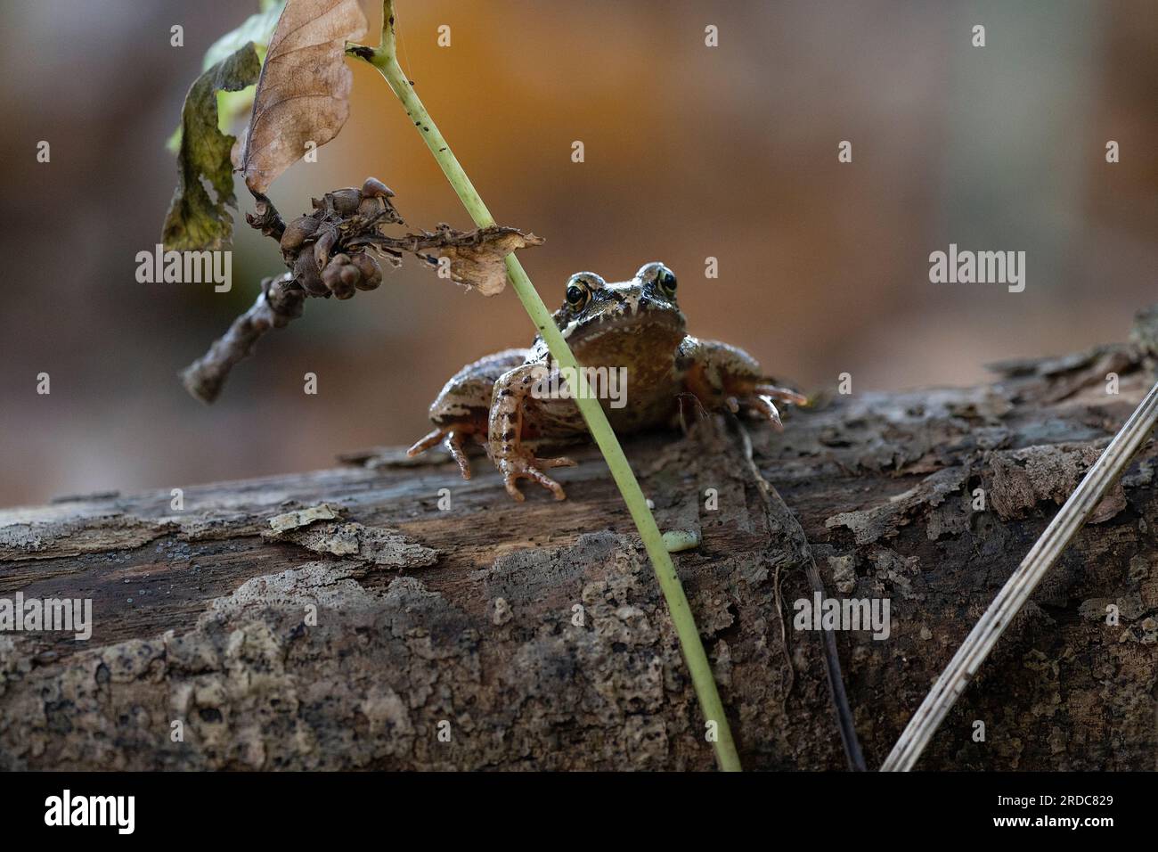 An European common Brown frog, rana temporaria, sitting on a log behind ...
