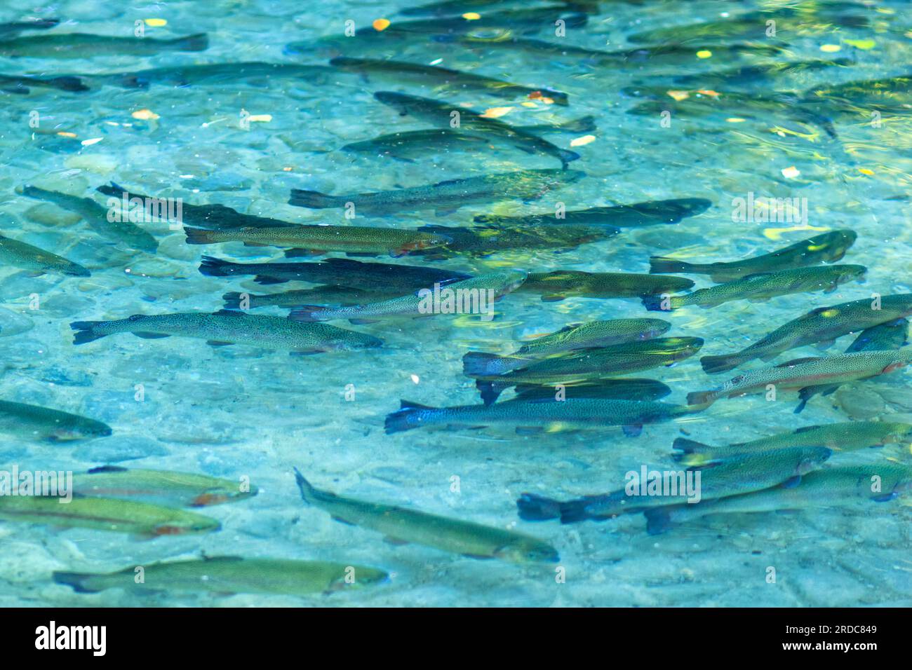 Aqua farm hi-res stock photography and images - Alamy