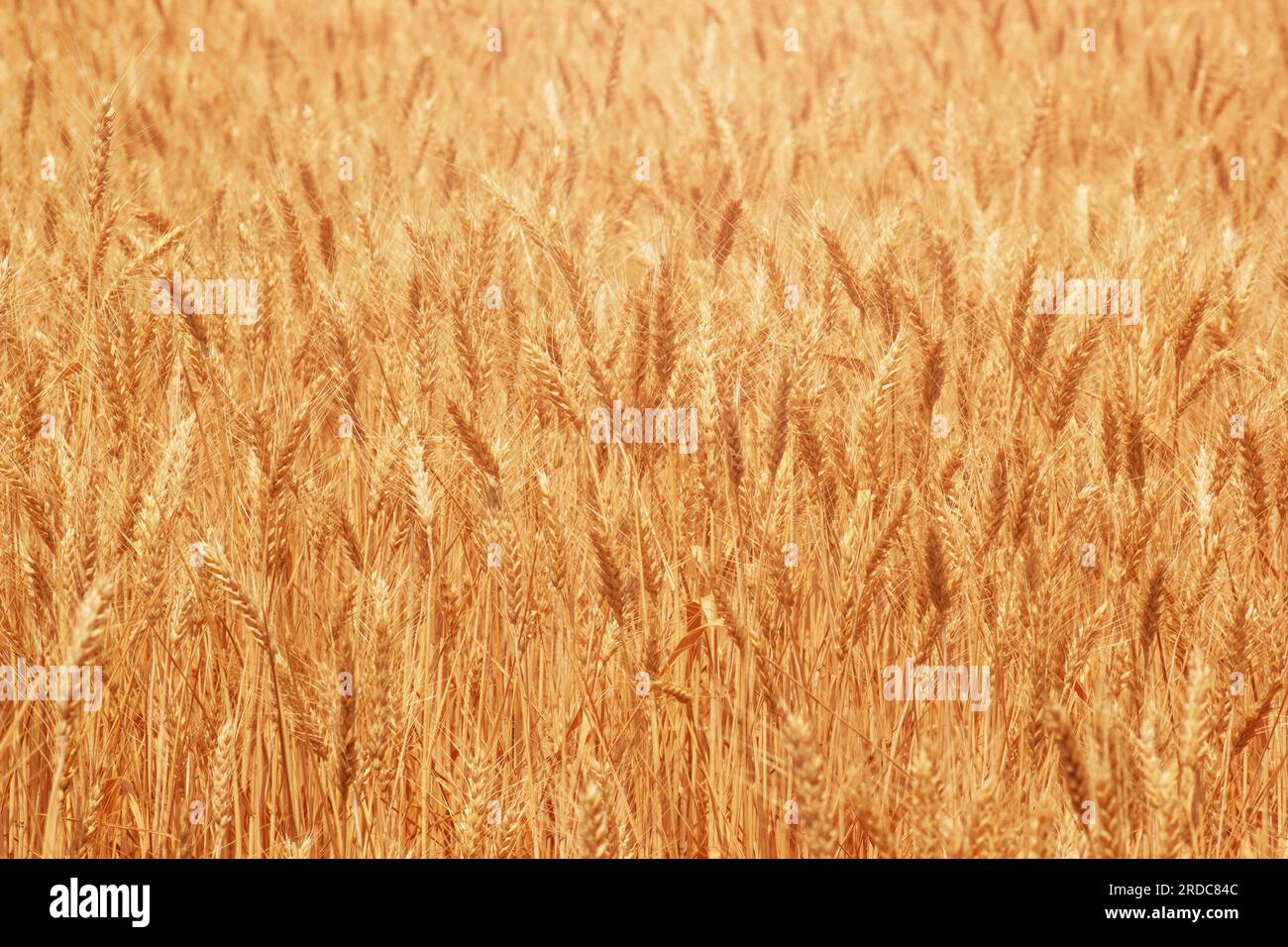 Golden Ripe Wheat. Agriculture Field In Summer Season. Ready For Crop ...
