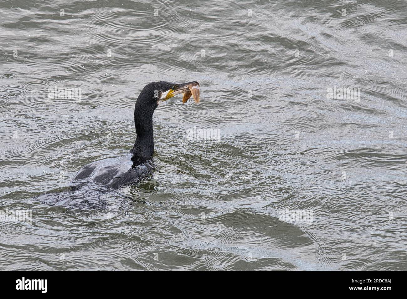 Animal, Bird, Waterbird, Phalacrocorax carbo, Kormoran, Great cormorant ...