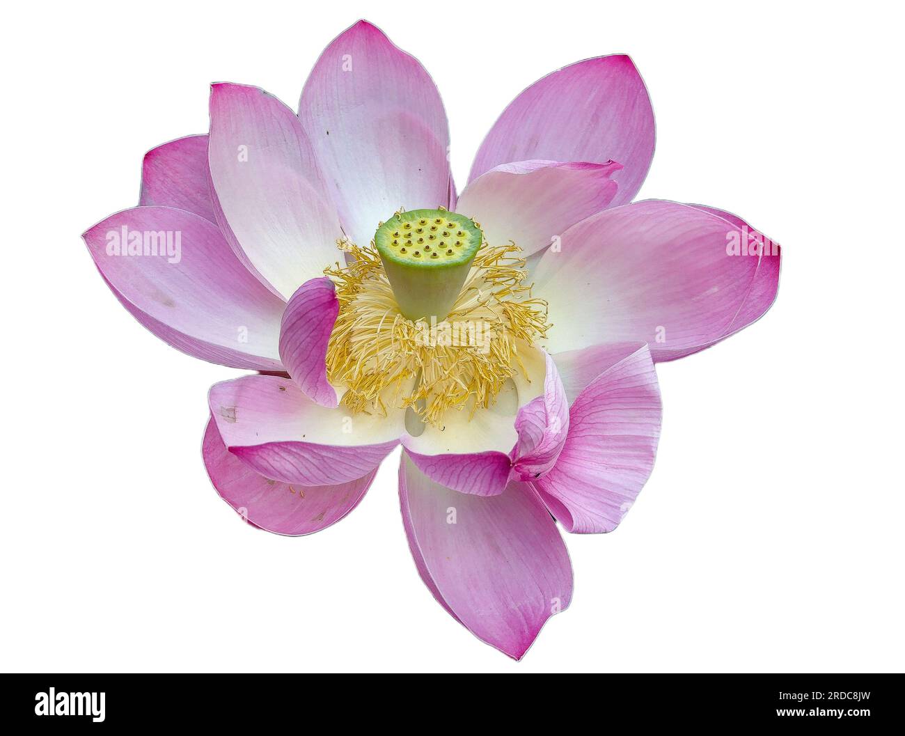 Indian lotus isolated on white background. Nelumbo nucifera Stock Photo ...