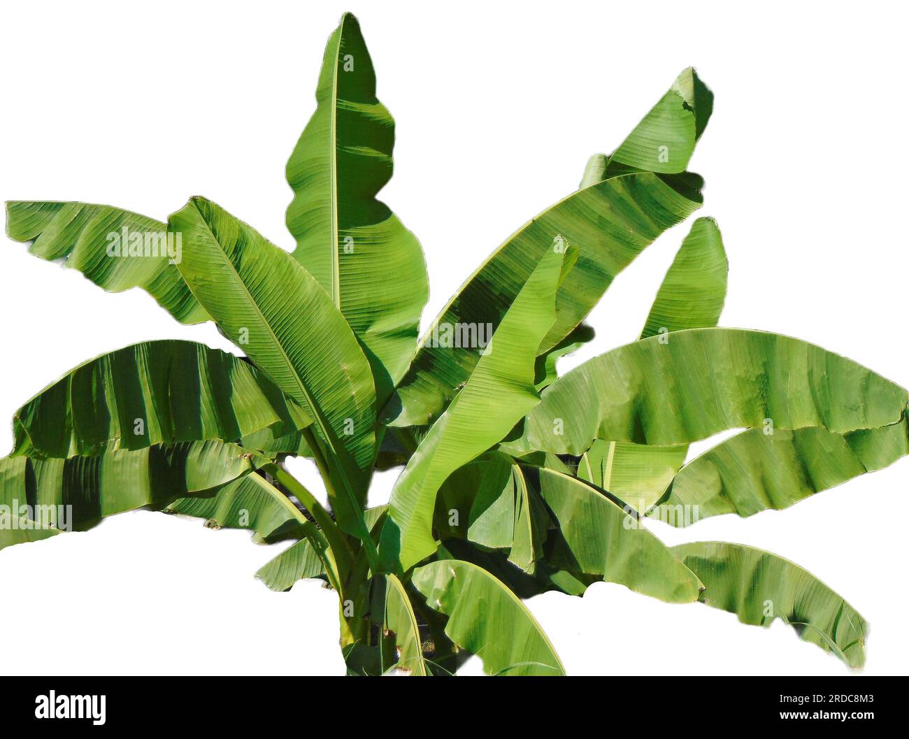 Banana tree with leaves isolated on white Stock Photo - Alamy
